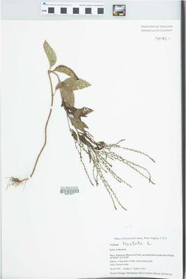 "Verbena L." by Gordon C. Tucker