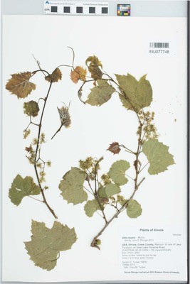 "Vitis riparia Michx." by Gordon C. Tucker and Vicky M. Tucker