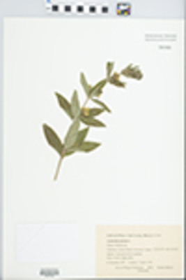 "Lysimachia punctata L." by Gordon C. Tucker